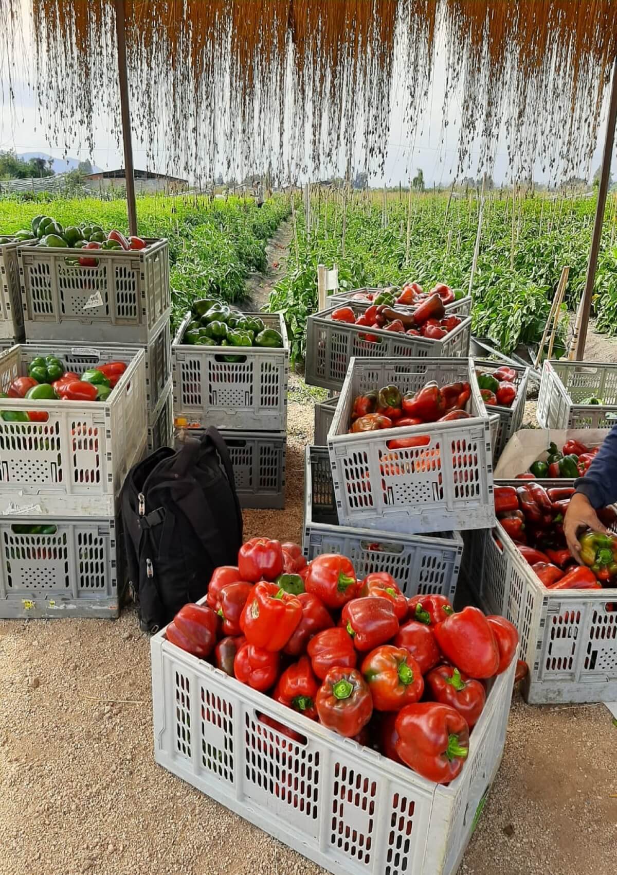 Rubistar – Plantec