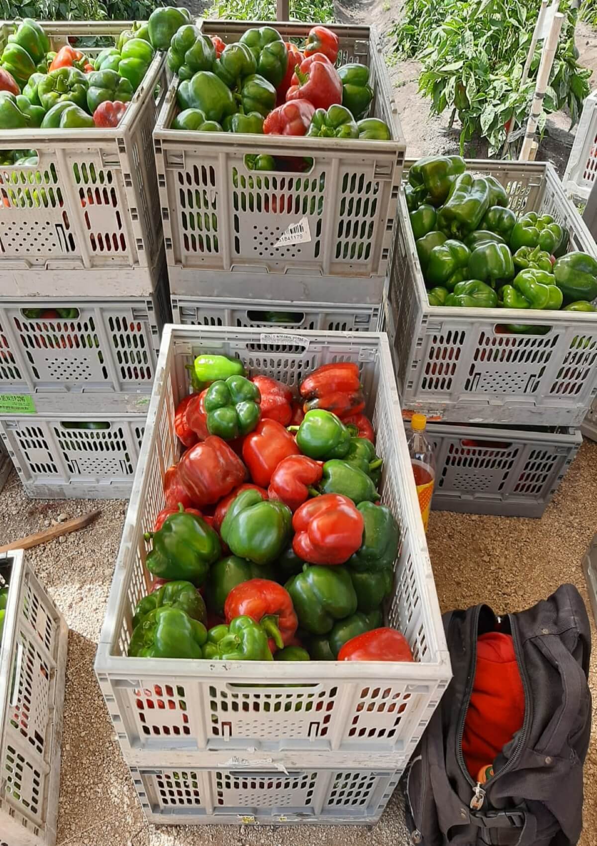 Rubistar – Plantec